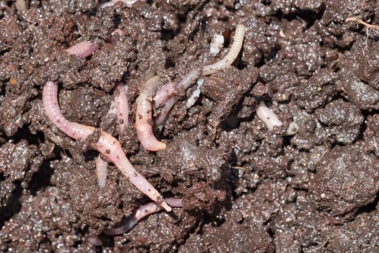 9 Different Types of Earthworms Plus Fascinating Facts – Nayturr