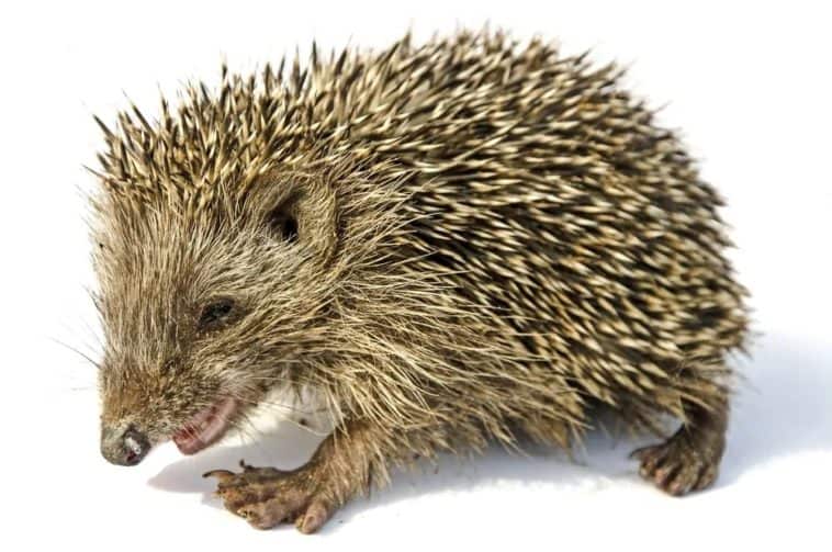 17 Different Types of Hedgehogs (Plus Fun Facts) – Nayturr
