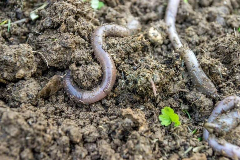 9 Different Types of Earthworms Plus Fascinating Facts – Nayturr