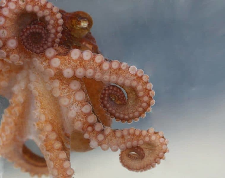 11 Different Types of Octopus (Plus Interesting Facts) – Nayturr