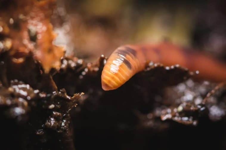 9 Different Types of Earthworms Plus Fascinating Facts – Nayturr