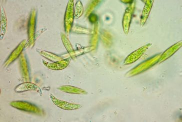 10 Different Types of Protists – Nayturr