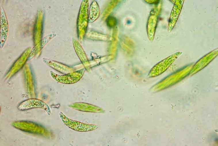 10 Different Types of Protists – Nayturr