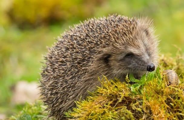 17 Different Types of Hedgehogs (Plus Fun Facts) – Nayturr