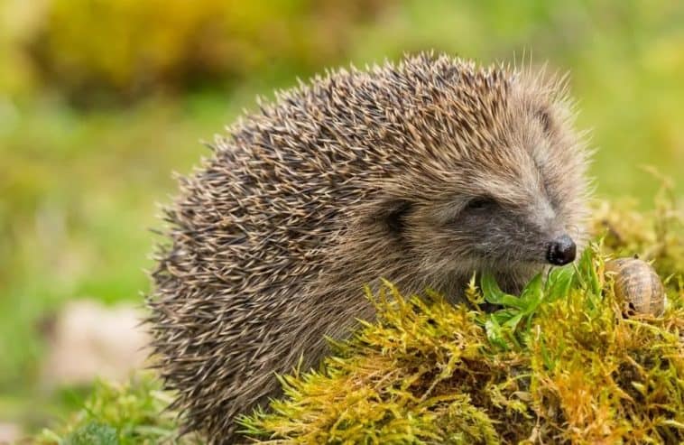 17 Different Types of Hedgehogs (Plus Fun Facts) – Nayturr