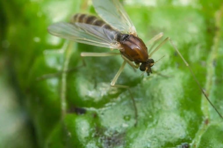 8 Different Types of Gnats (Plus Interesting Facts) – Nayturr