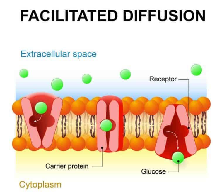 3 Types of Diffusion (Plus Examples for Each) – Nayturr