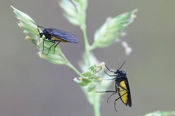 8 Different Types of Gnats (Plus Interesting Facts) – Nayturr