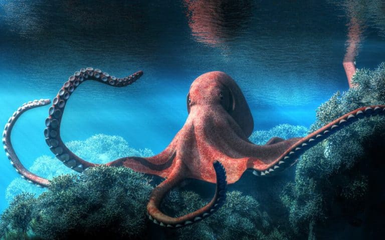 11 Different Types of Octopus (Plus Interesting Facts) – Nayturr
