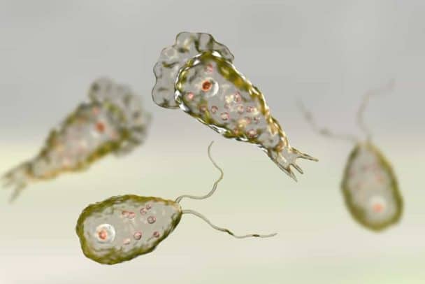 10 Different Types of Protists – Nayturr