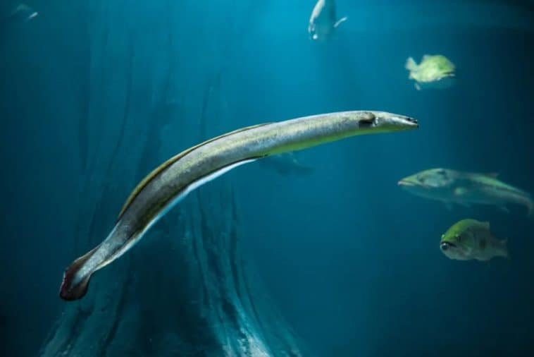 18 Different Types of Eels (Not All are Shocking) – Nayturr