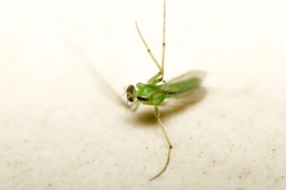 8 Different Types of Gnats (Plus Interesting Facts) – Nayturr