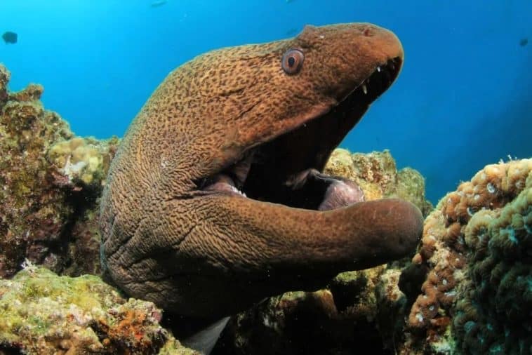 18 Different Types of Eels (Not All are Shocking) – Nayturr