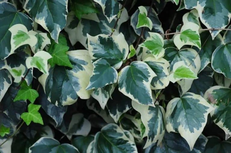 15 Different Types of Ivy (Plus Essential Facts) – Nayturr