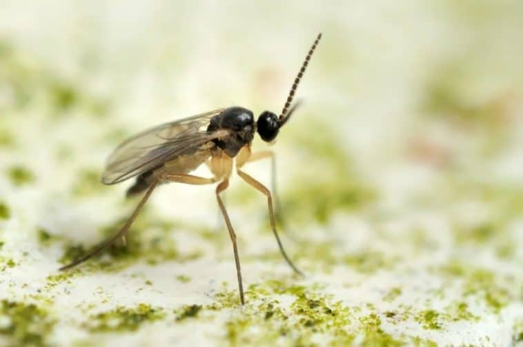 8 Different Types of Gnats (Plus Interesting Facts) – Nayturr