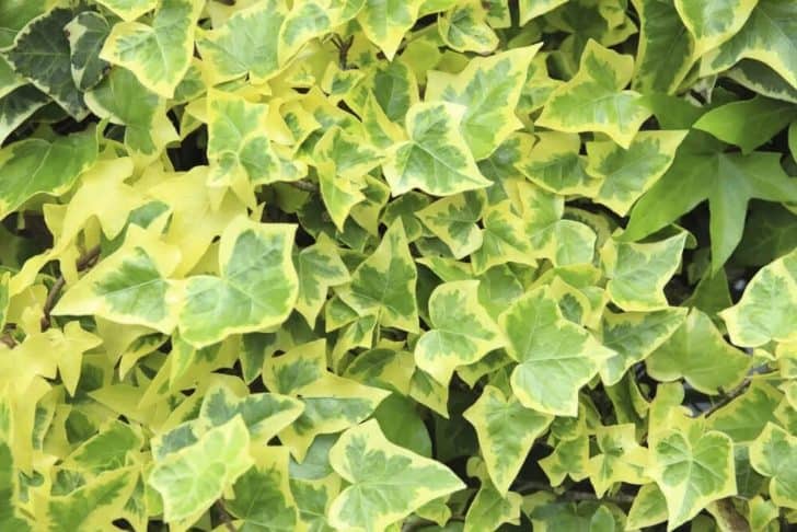 15 Different Types of Ivy (Plus Essential Facts) – Nayturr