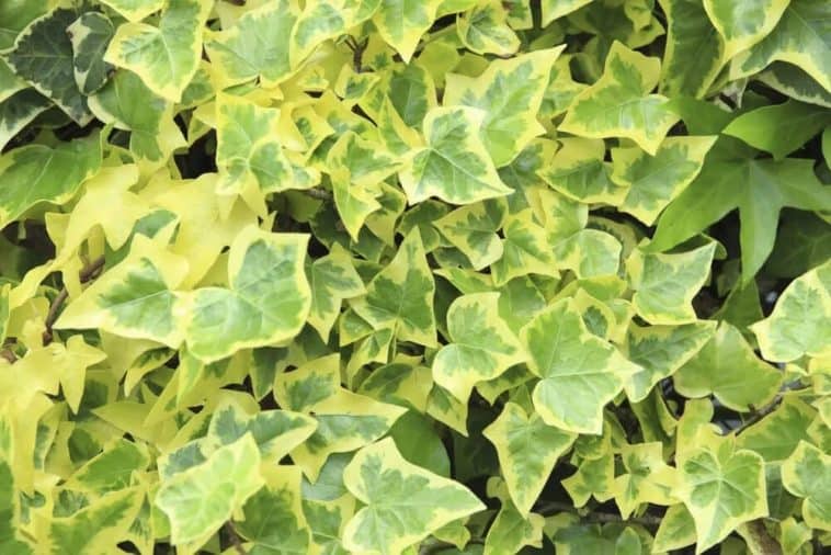 15 Different Types of Ivy (Plus Essential Facts) – Nayturr