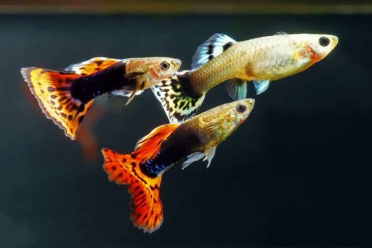 44 Different Types of Guppies (Plus Fun Facts) – Nayturr