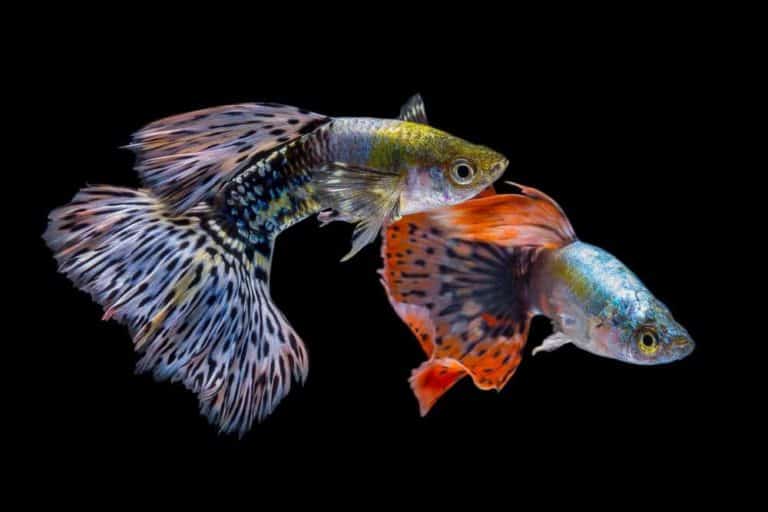 44 Different Types of Guppies (Plus Fun Facts) – Nayturr