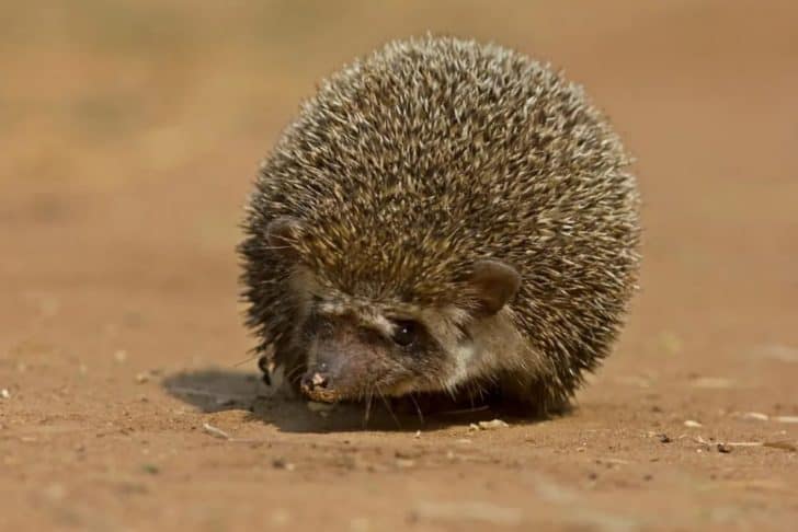 17 Different Types of Hedgehogs (Plus Fun Facts) – Nayturr