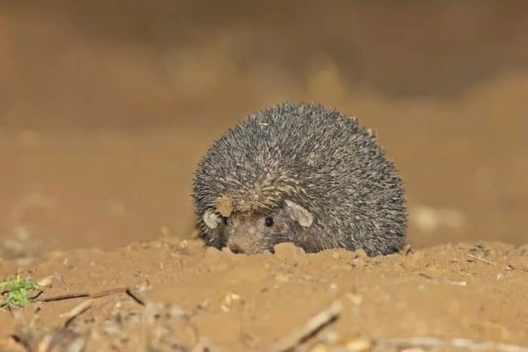 17 Different Types of Hedgehogs (Plus Fun Facts) – Nayturr