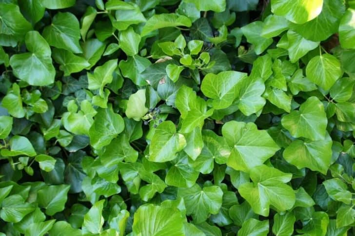 15 Different Types of Ivy (Plus Essential Facts) – Nayturr