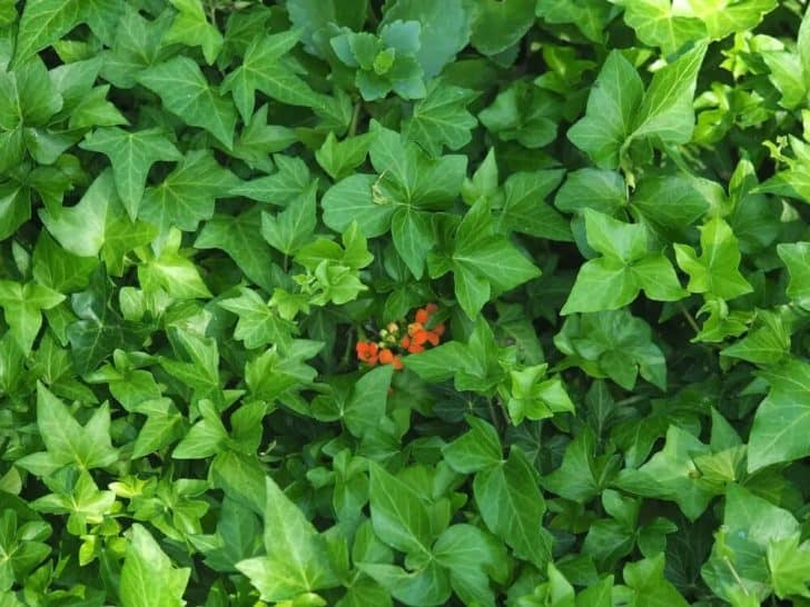 15 Different Types of Ivy (Plus Essential Facts) – Nayturr