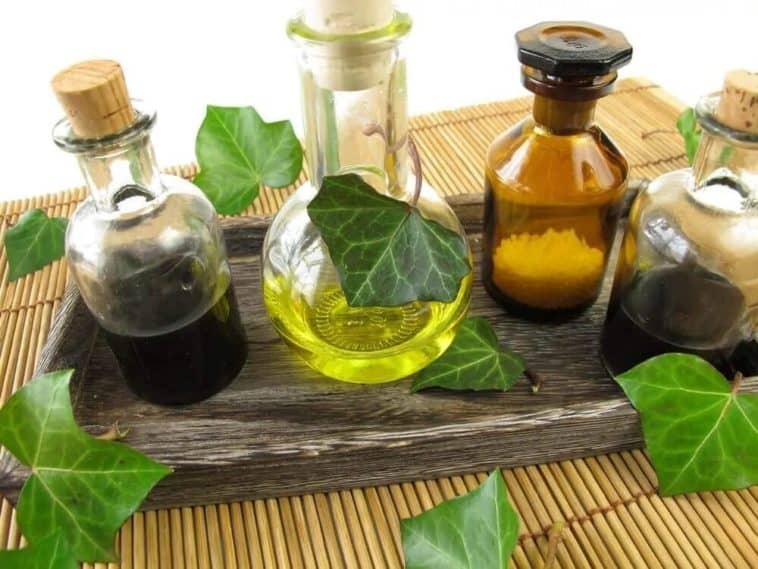 15 Different Types of Ivy (Plus Essential Facts) – Nayturr