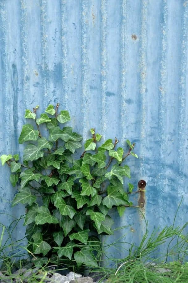 15 Different Types of Ivy (Plus Essential Facts) – Nayturr