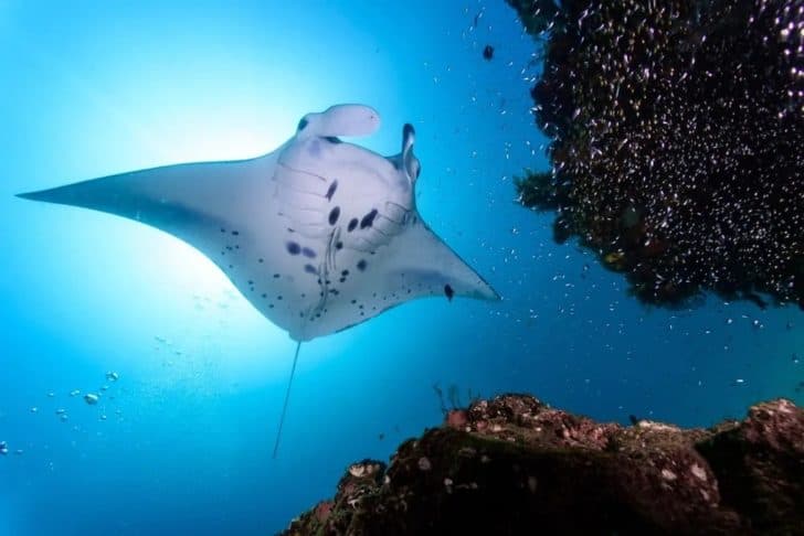 11 Different Types of Stingrays (Plus Interesting Facts) – Nayturr
