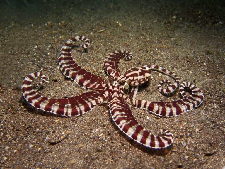 11 Different Types of Octopus (Plus Interesting Facts) – Nayturr