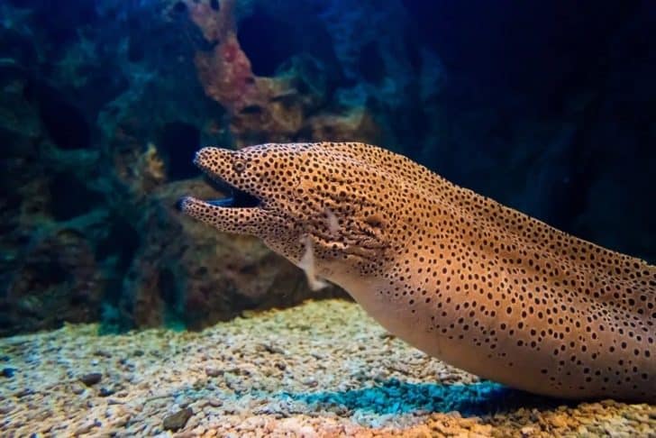 18 Different Types of Eels (Not All are Shocking) – Nayturr