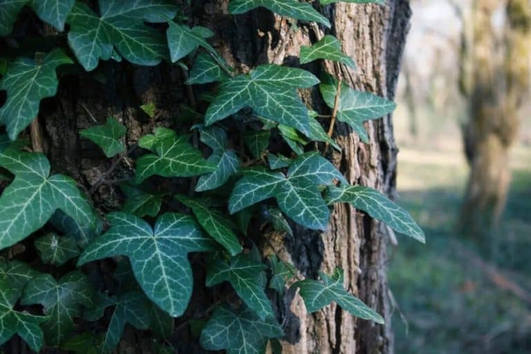 15 Different Types of Ivy (Plus Essential Facts) – Nayturr