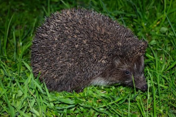 17 Different Types of Hedgehogs (Plus Fun Facts) – Nayturr