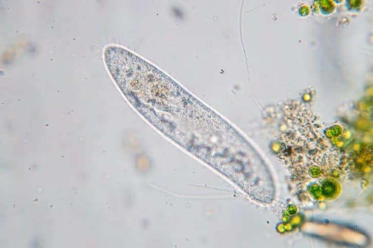 10 Different Types of Protists – Nayturr