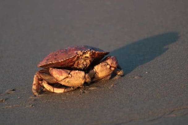 10 Different Types of Crabs – Nayturr