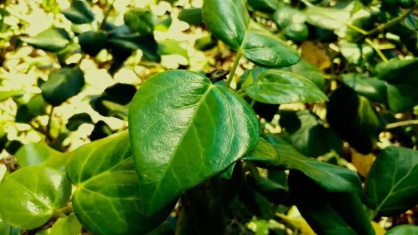 15 Different Types of Ivy (Plus Essential Facts) – Nayturr