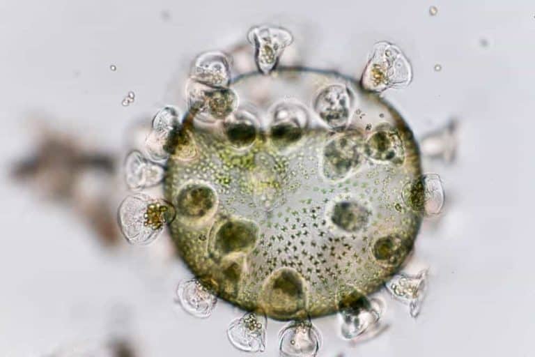 10 Different Types of Protists – Nayturr