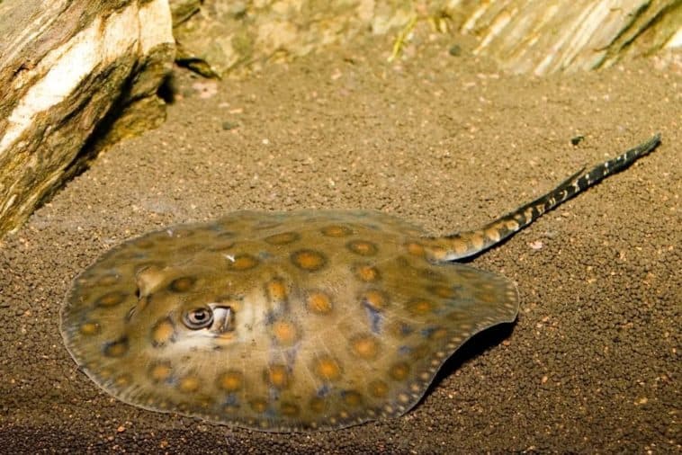 11 Different Types of Stingrays (Plus Interesting Facts) – Nayturr