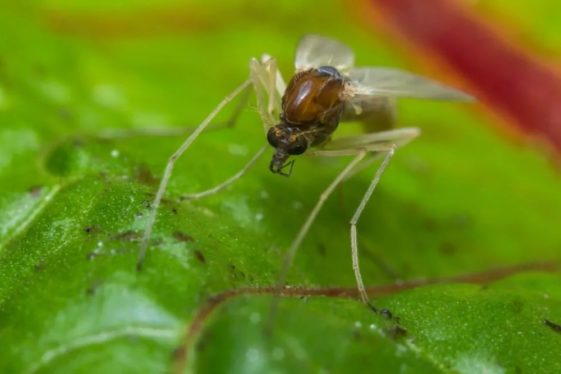 8 Different Types of Gnats (Plus Interesting Facts) – Nayturr