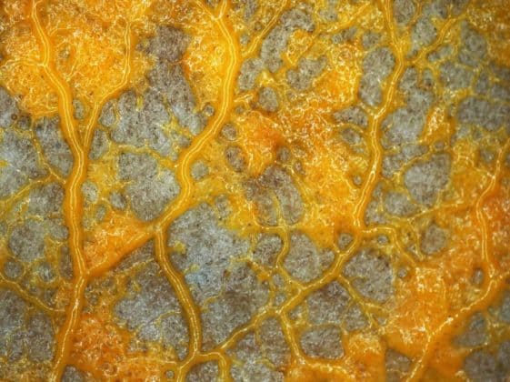10 Different Types of Protists – Nayturr