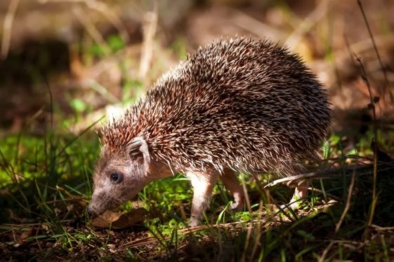 17 Different Types of Hedgehogs (Plus Fun Facts) – Nayturr