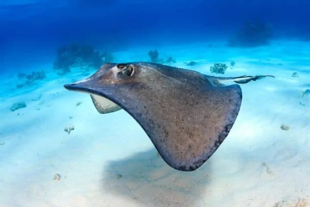 11 Different Types of Stingrays (Plus Interesting Facts) – Nayturr