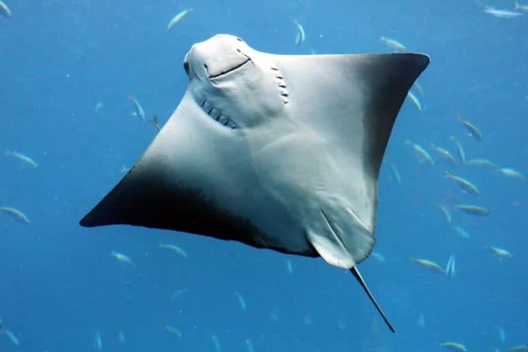 11 Different Types of Stingrays (Plus Interesting Facts) – Nayturr