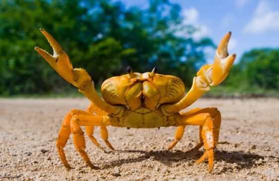 10 Different Types of Crabs – Nayturr