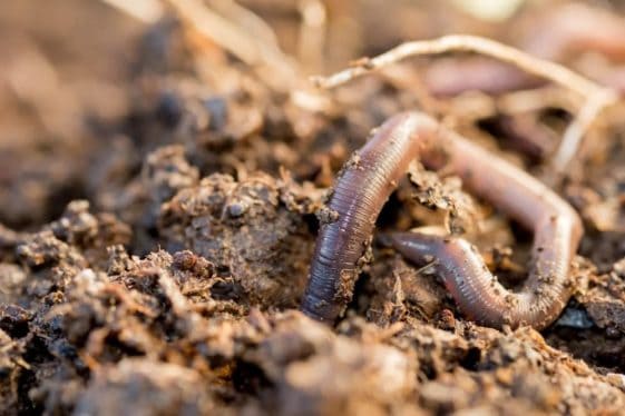 9 Different Types of Earthworms Plus Fascinating Facts – Nayturr