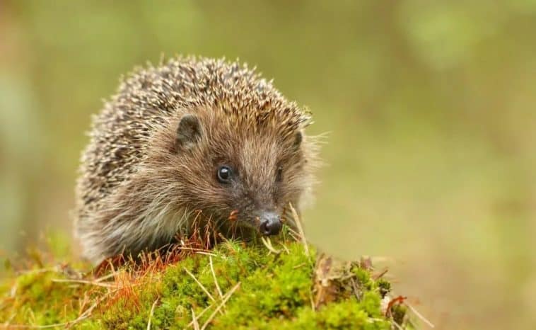 17 Different Types of Hedgehogs (Plus Fun Facts) – Nayturr