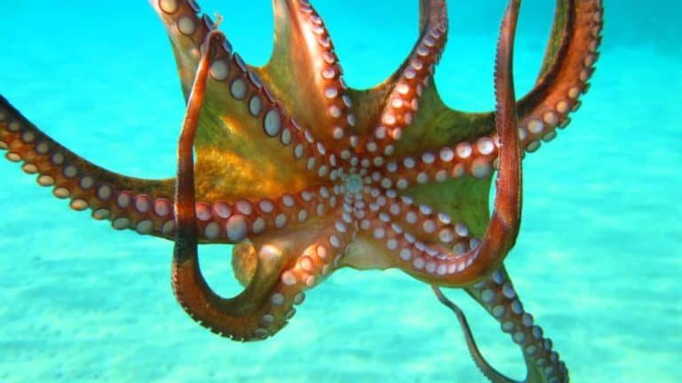 11 Different Types of Octopus (Plus Interesting Facts) – Nayturr