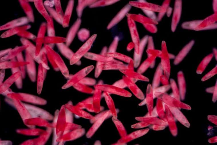 10 Tipi diversi di Protisti - Nayturr | St. Charles