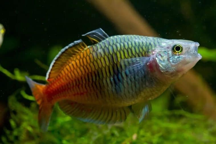 10 Different Types of Rainbowfish – Nayturr